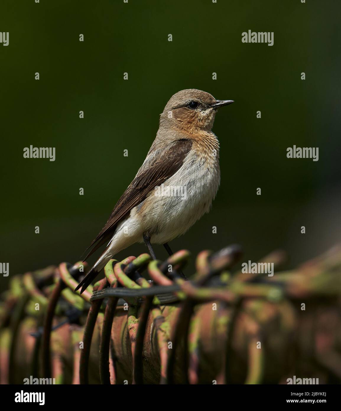 Common Nightingale Luscinia megarhynchos , beautiful small orange ...