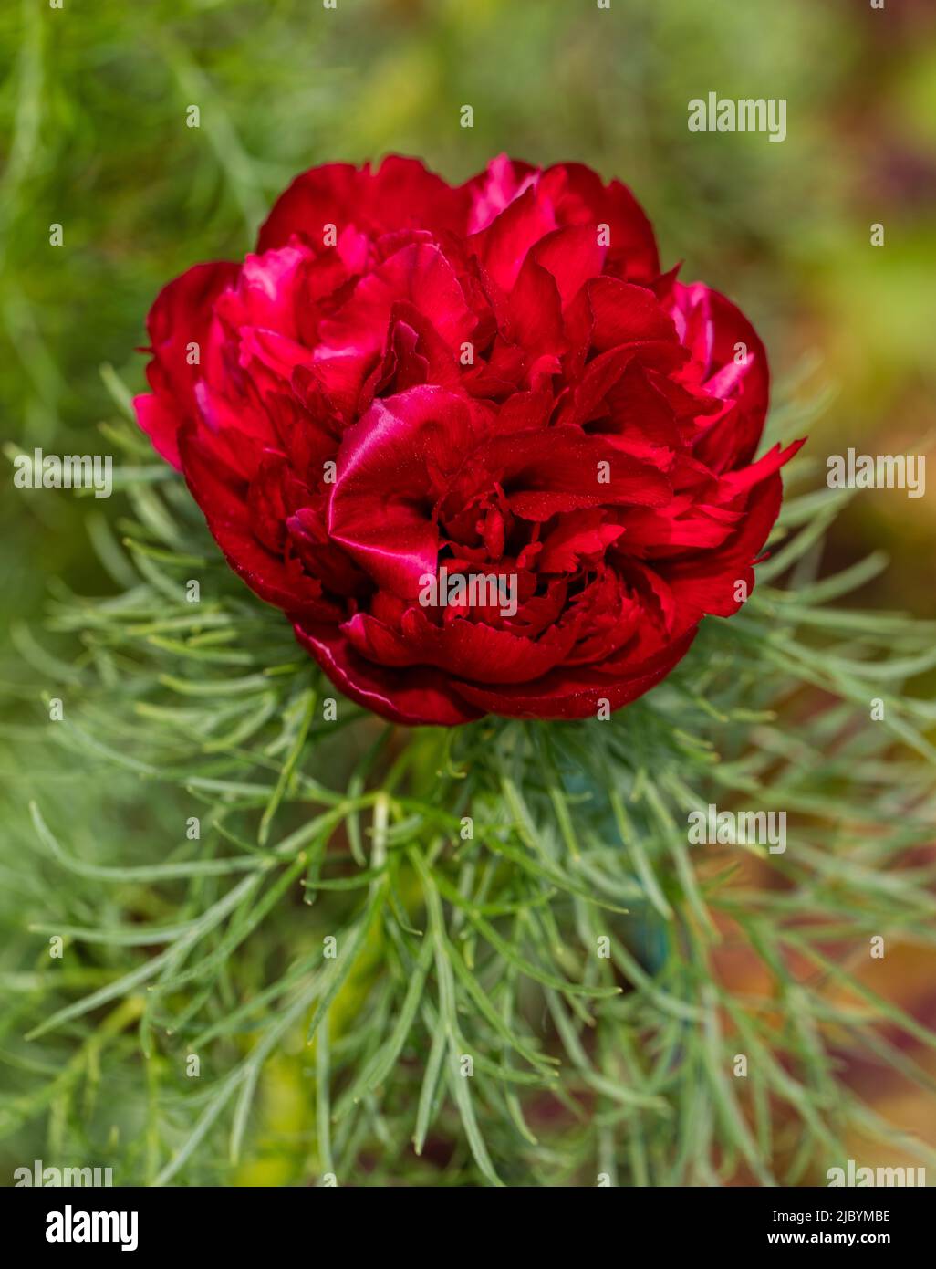 Pionvaxter hi-res stock photography and images - Alamy