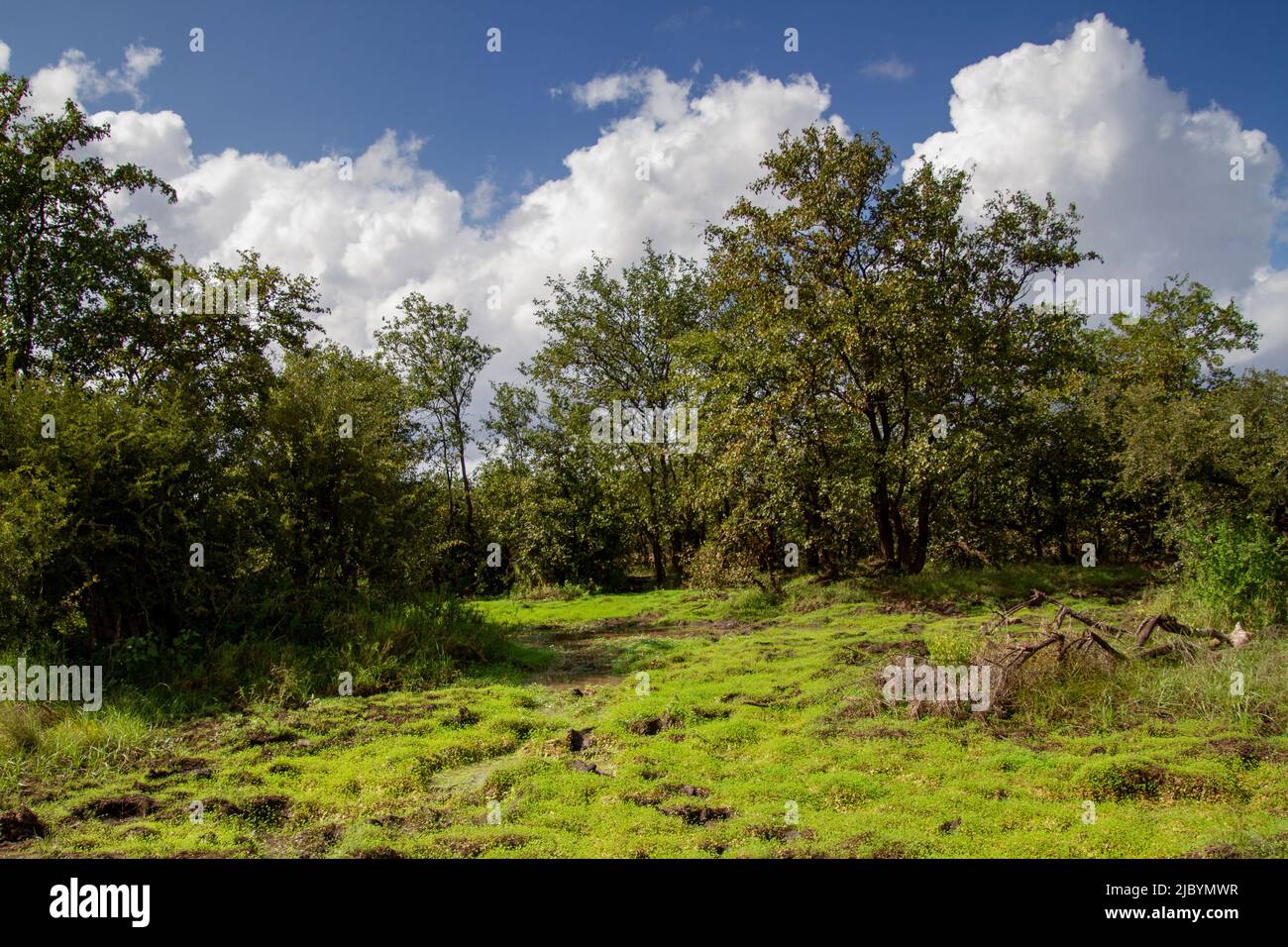 Tranquil landscape setting with green trees blue sky and white clouds ...