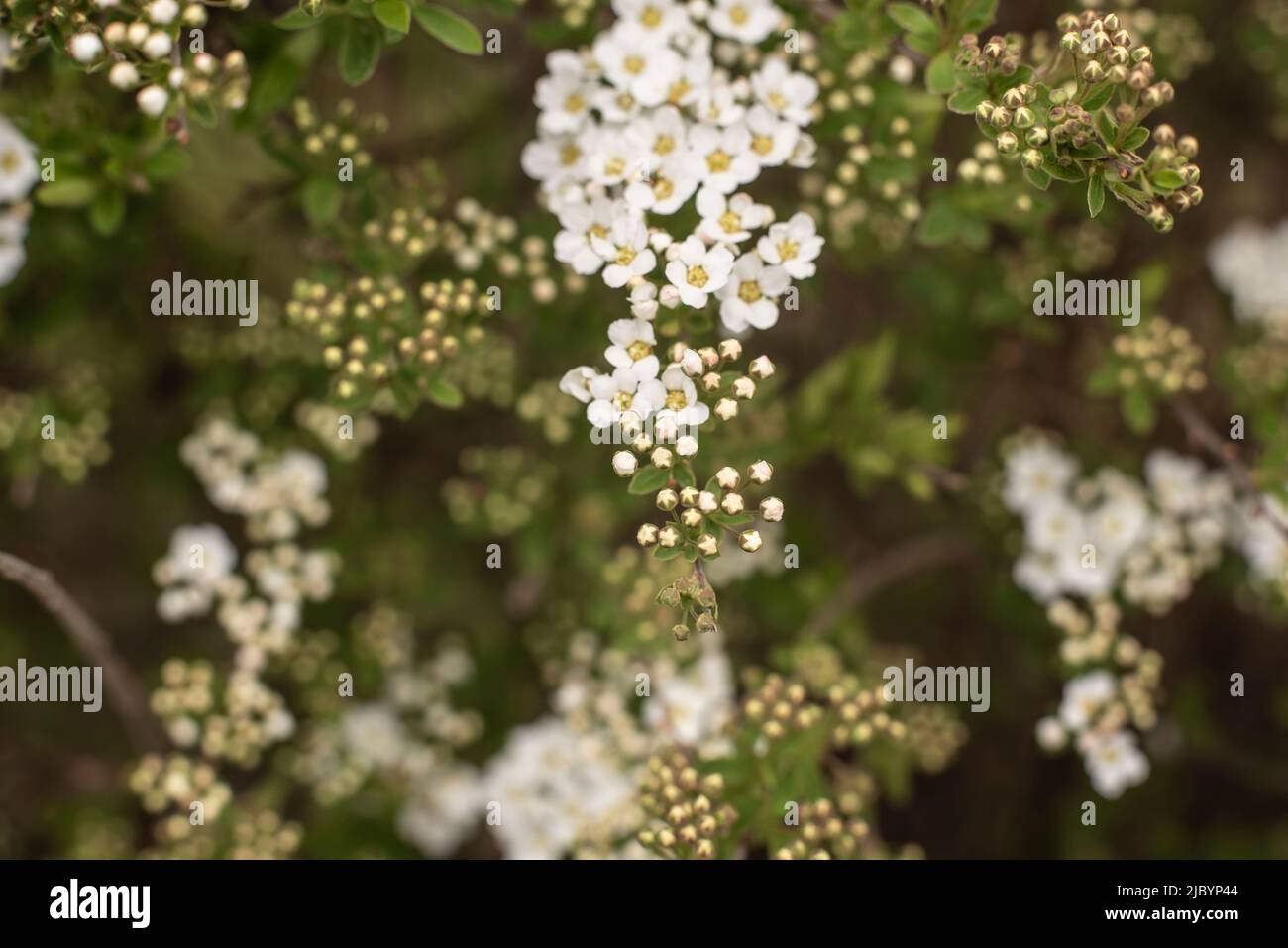 Spirea buds hi-res stock photography and images - Alamy