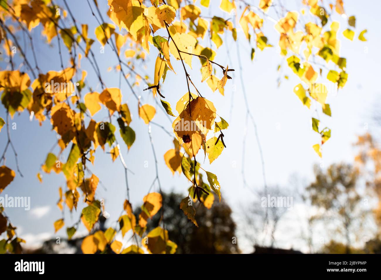Autumn landscape with forest and sky. Front view Stock Photo - Alamy
