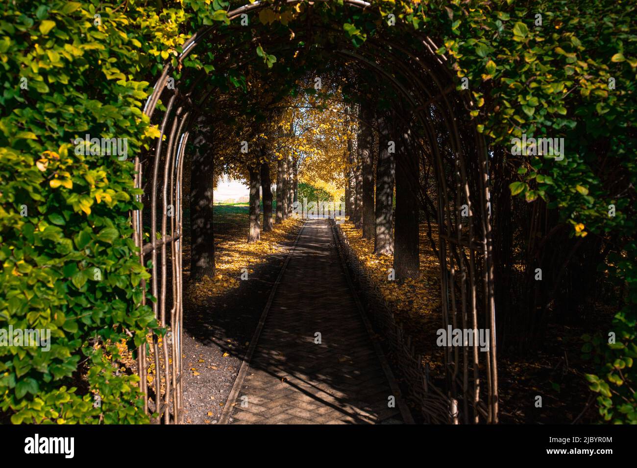 A picturesque road in an autumn park. Front view Stock Photo - Alamy