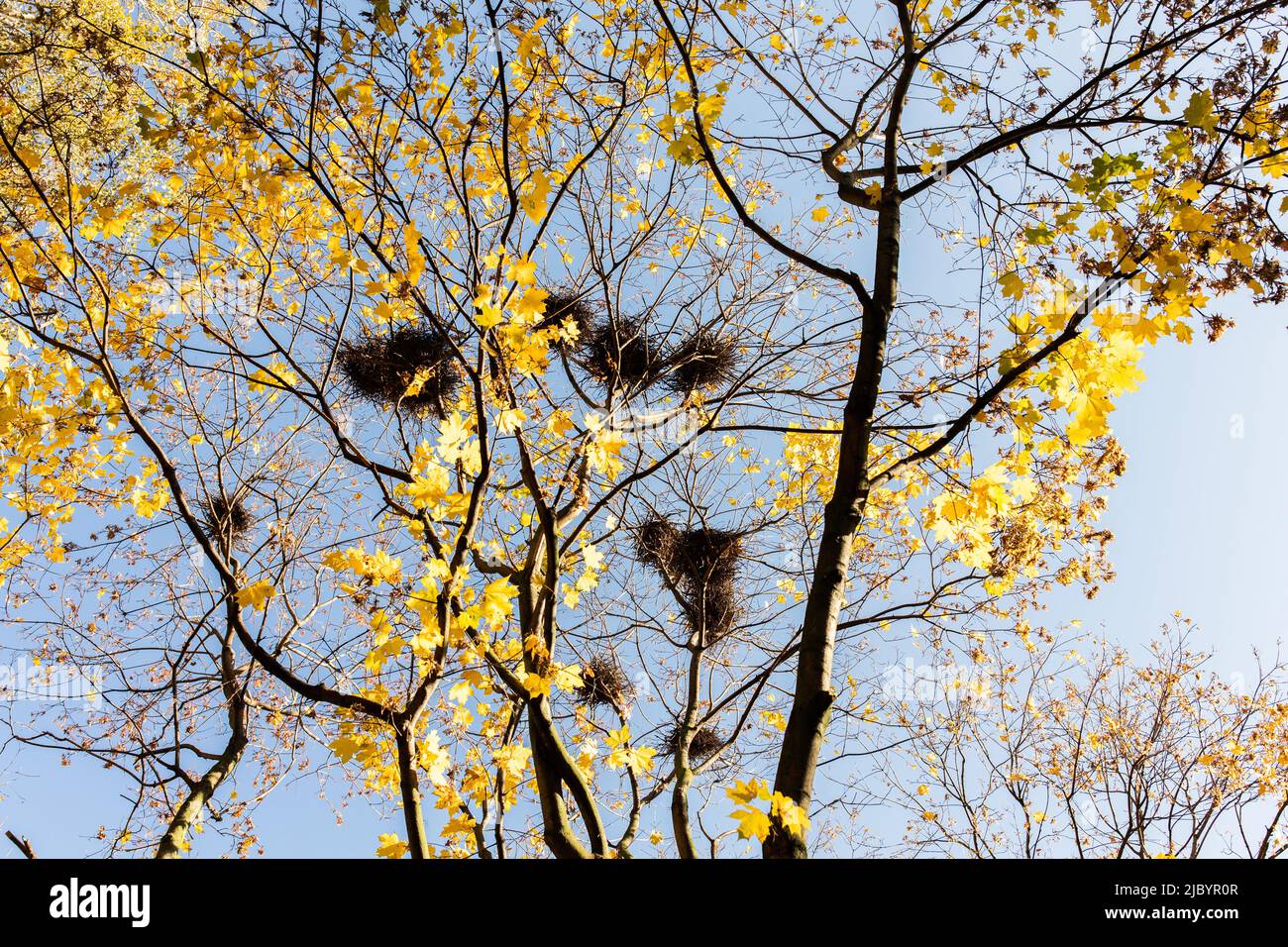 Autumn landscape with forest and sky. Front view Stock Photo - Alamy