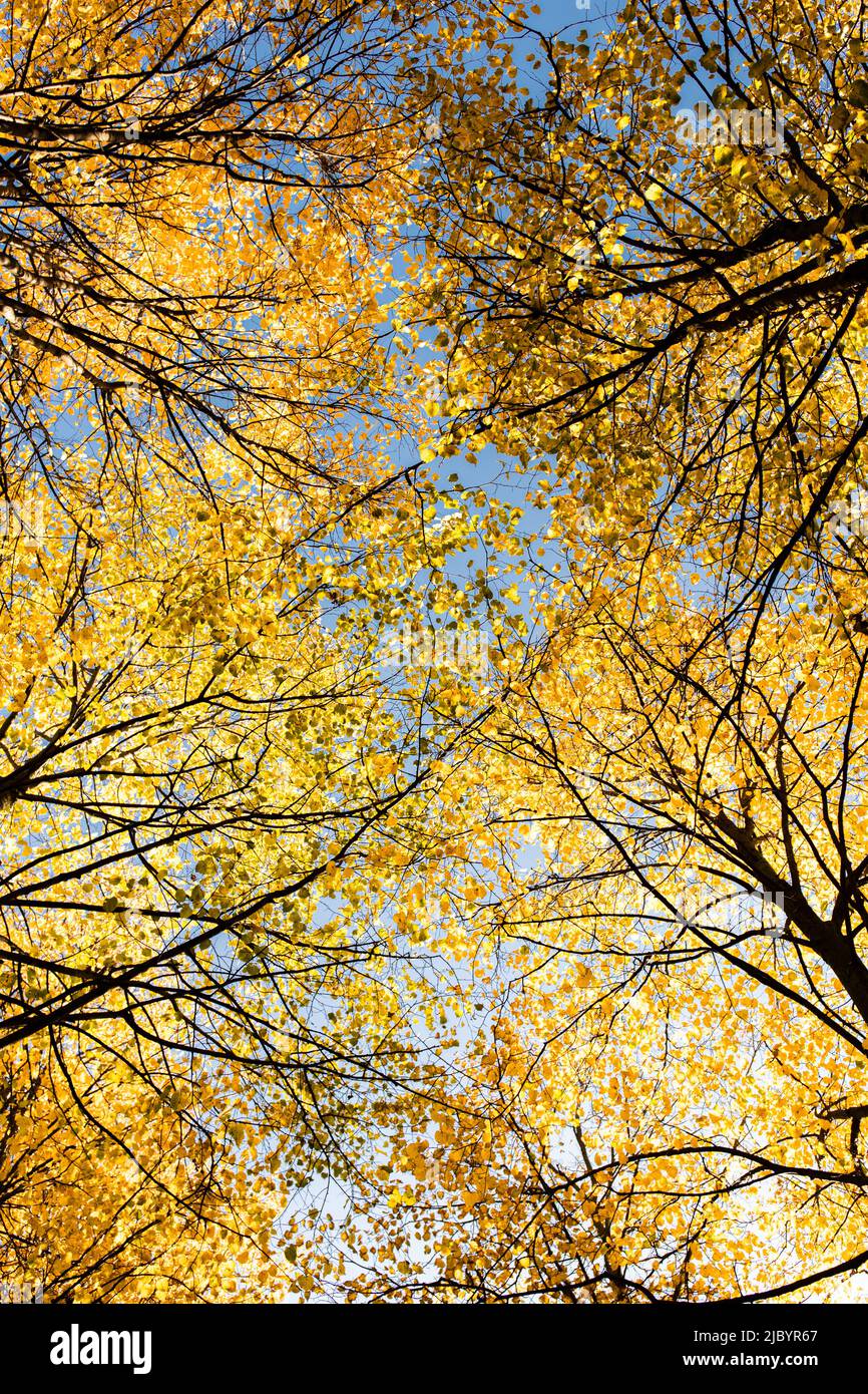 Autumn landscape with forest and sky. Vertical photo Stock Photo - Alamy