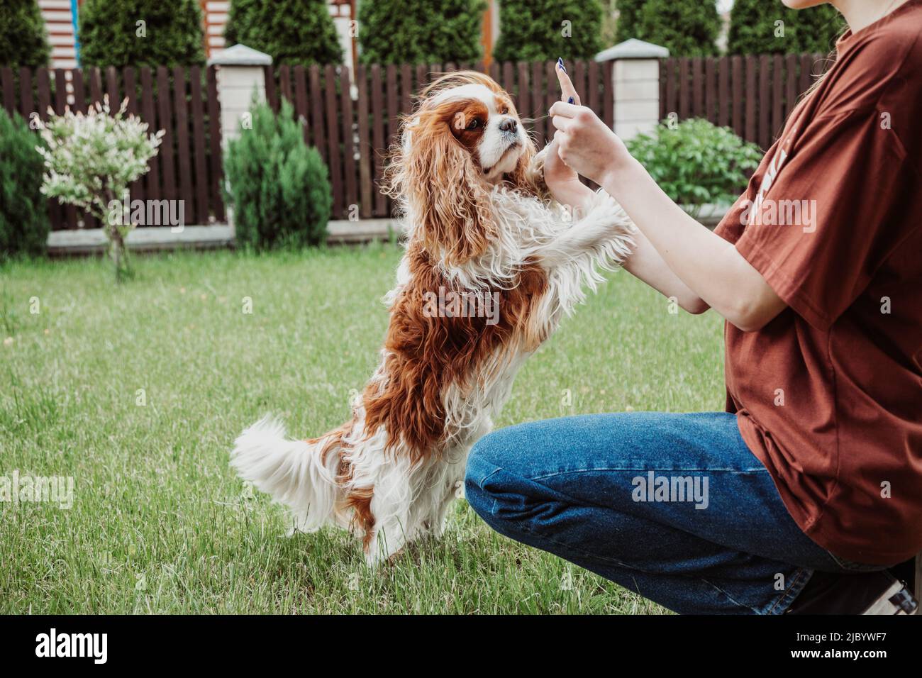 Pure breed dog hi-res stock photography and images - Alamy