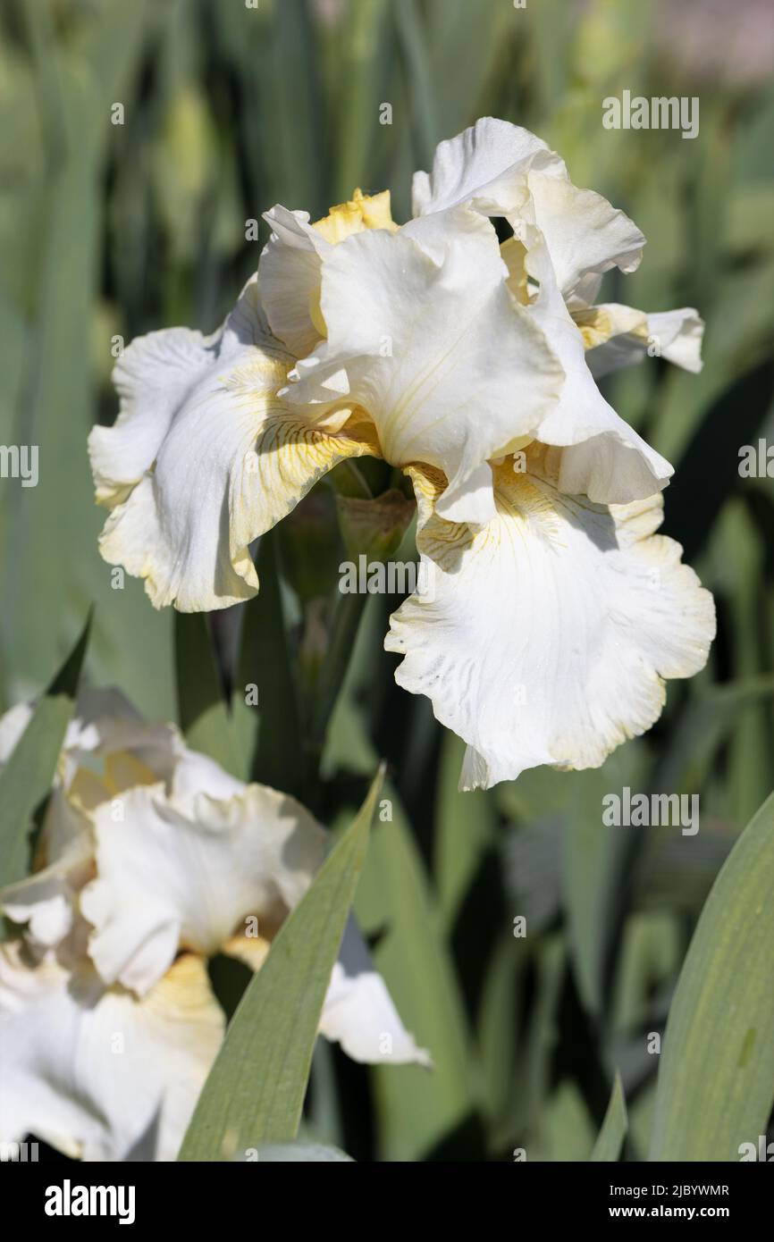 Plant matrix hi-res stock photography and images - Alamy