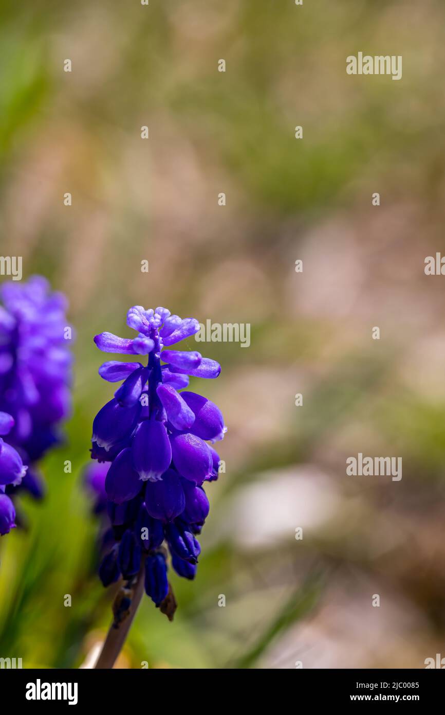 Muscari flower in meadow, close up shoot Stock Photo - Alamy