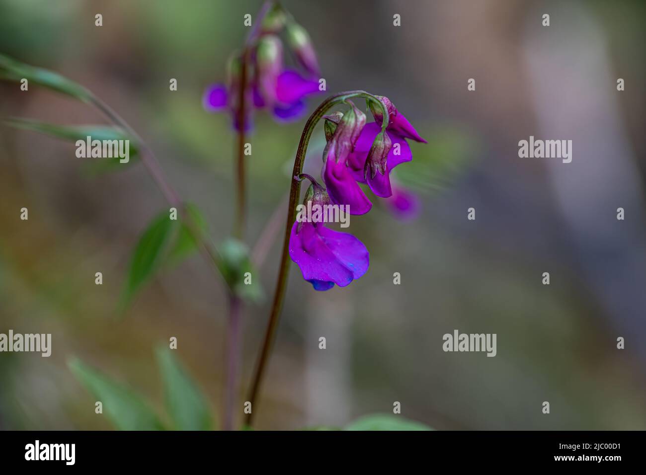 Spring pea lathyrus vernus flowering hi-res stock photography and ...