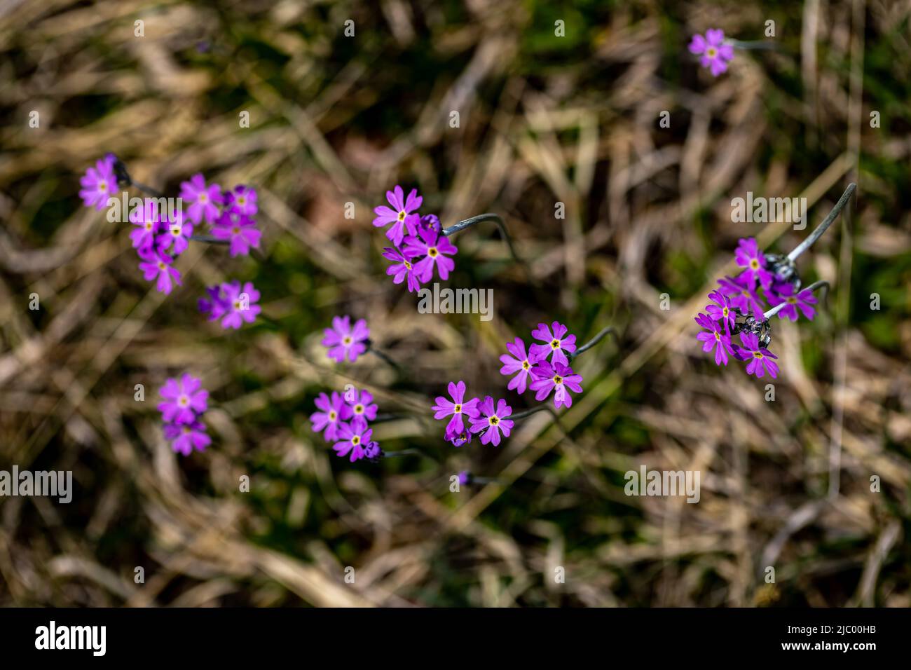 Primula farinosa in forest garden hi-res stock photography and images ...