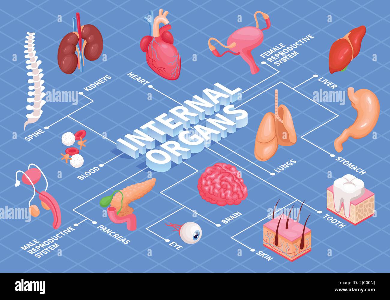 Human organs flowchart with heart liver and kidneys isometric vector ...