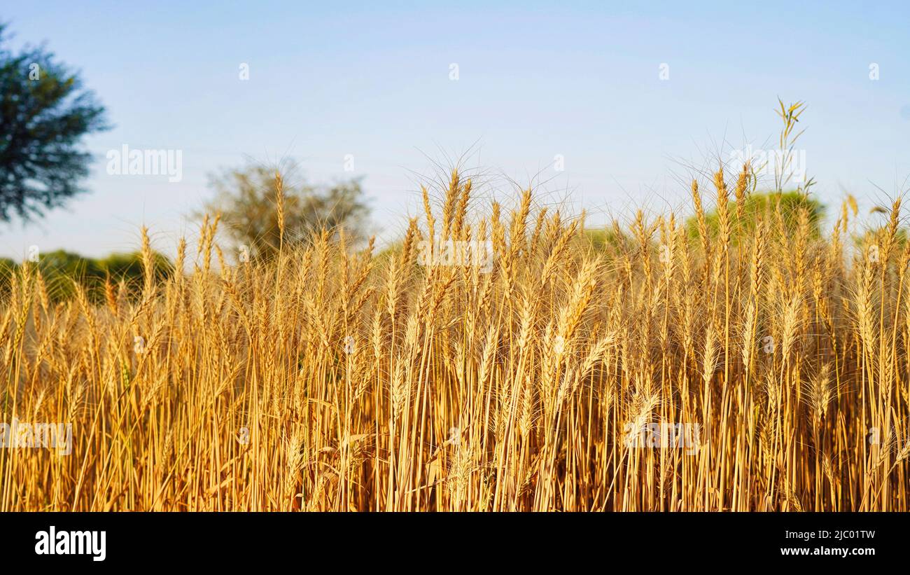 Ripe ears of gold field on the sunset cloudy orange sky background ...
