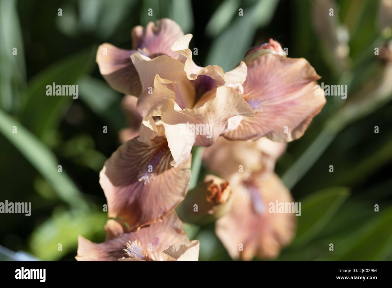 Iris 'Rust Never Sleeps' Stock Photo - Alamy