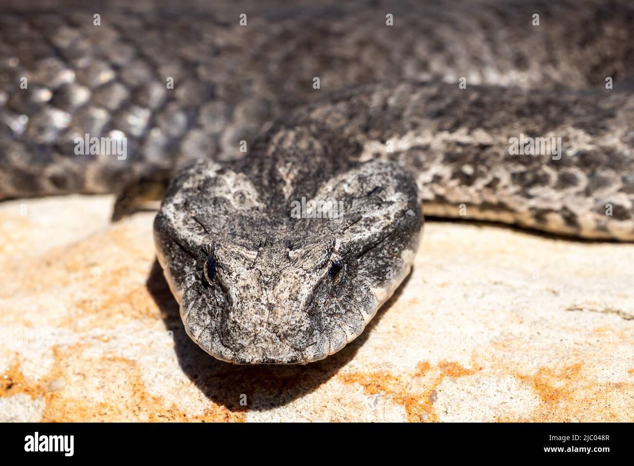 Close up of Australian Common Death Adder (Acanthophis antarcticus ...