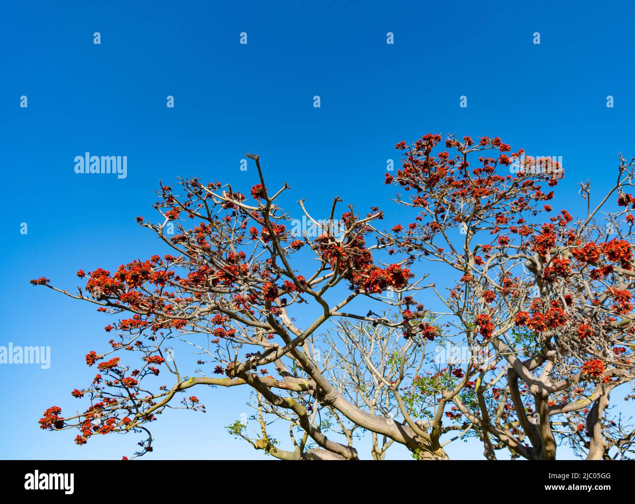 Tree top branches with red flower buds on blue sky in spring Stock ...