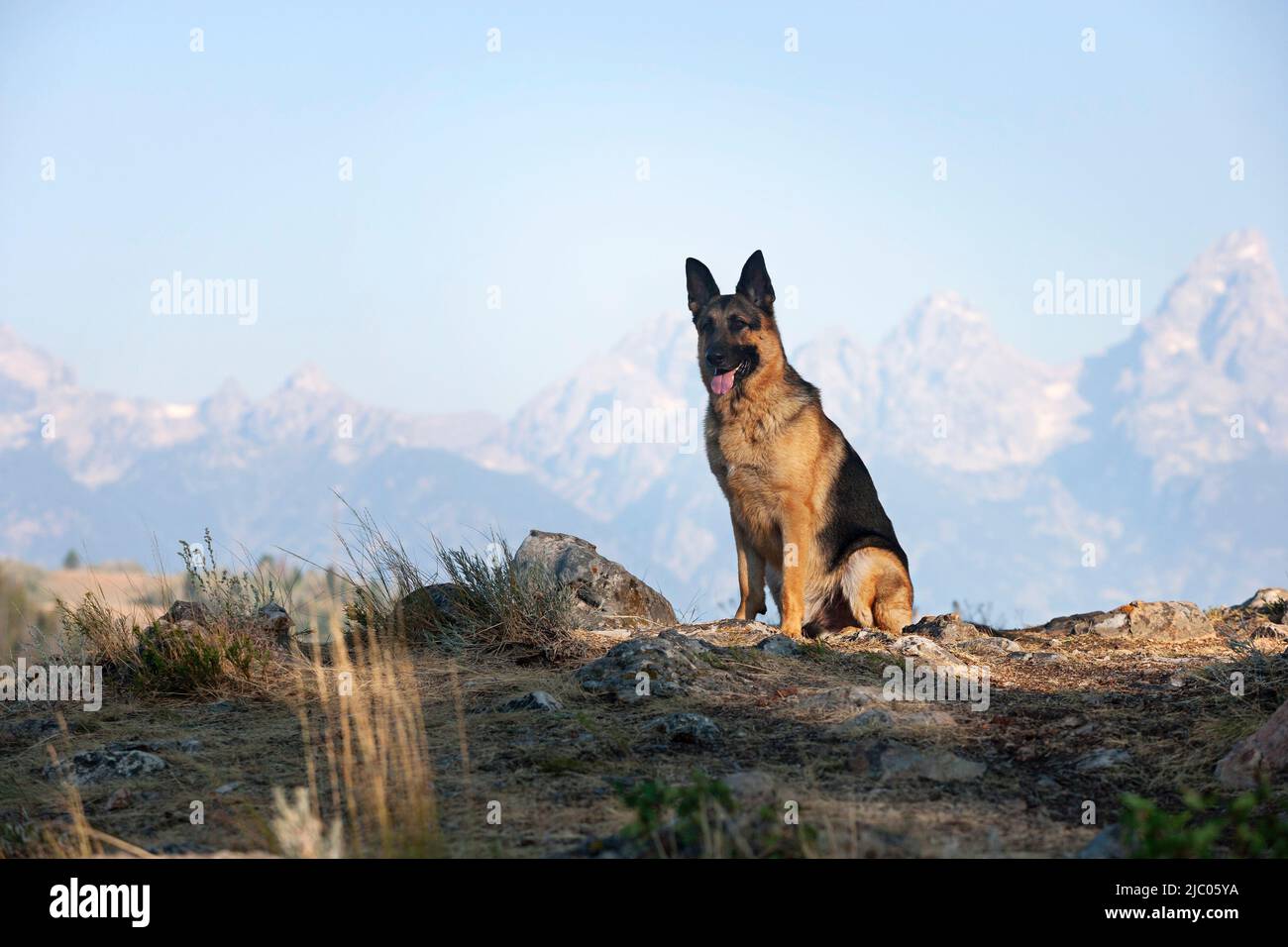 A German Shepherd sitting on top of a hill with a mountain range in the ...