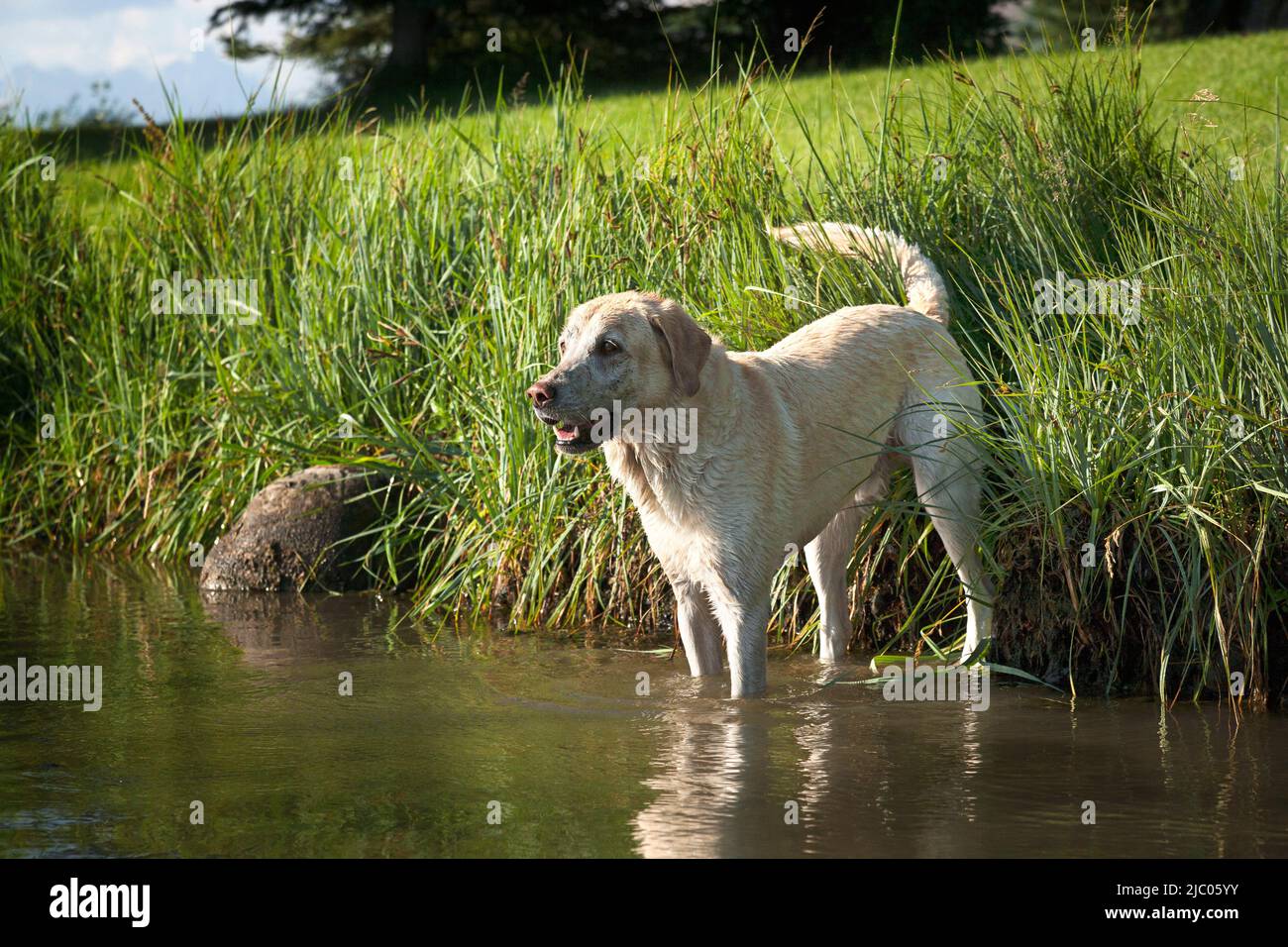 A Yellow Lab standing on the edge of a pond with feet in the water ...