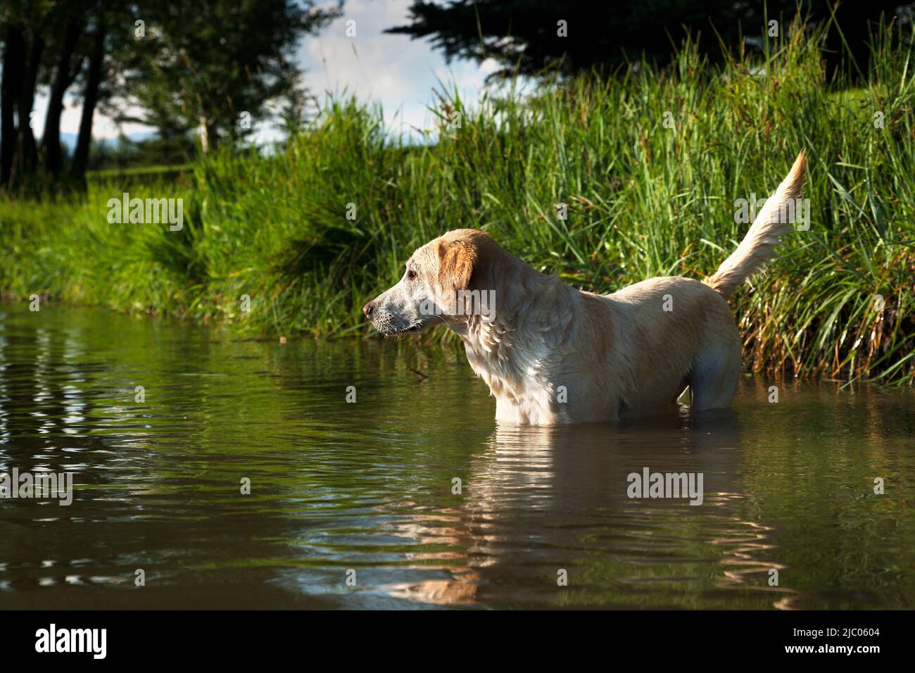 Yellow Lab standing in a pond Stock Photo - Alamy