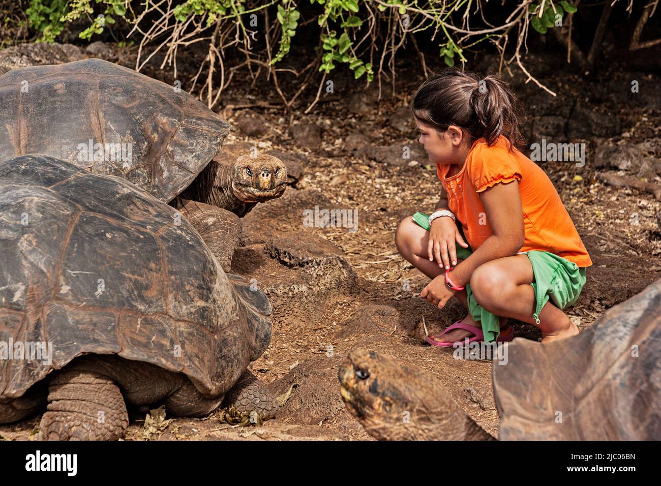 Ecuador, Galapagos Islands, Girl crouching next to giant tortoises ...