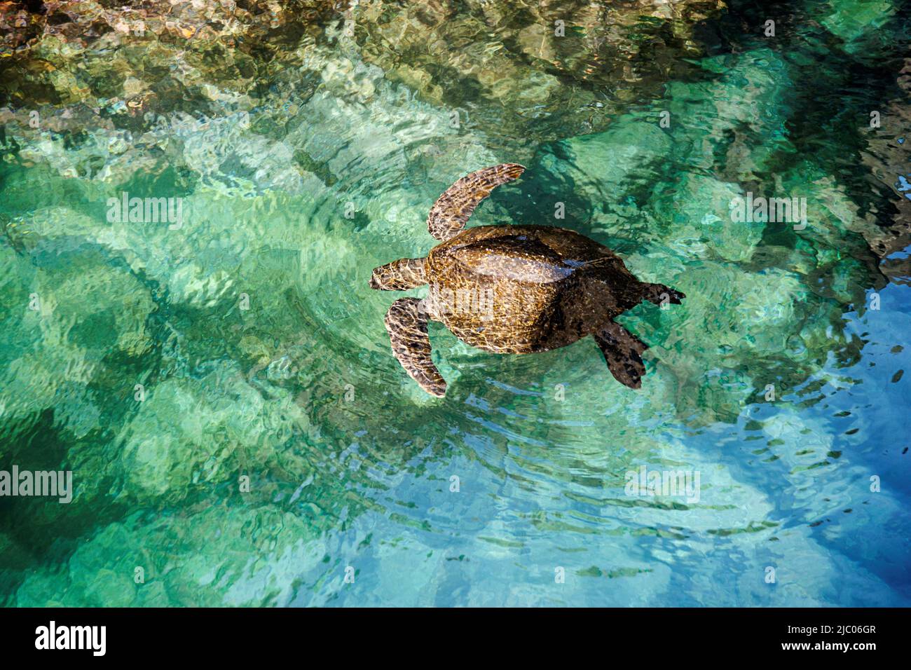 Ecuador, Galapagos Islands, Sea turtle swimming in sea Stock Photo - Alamy