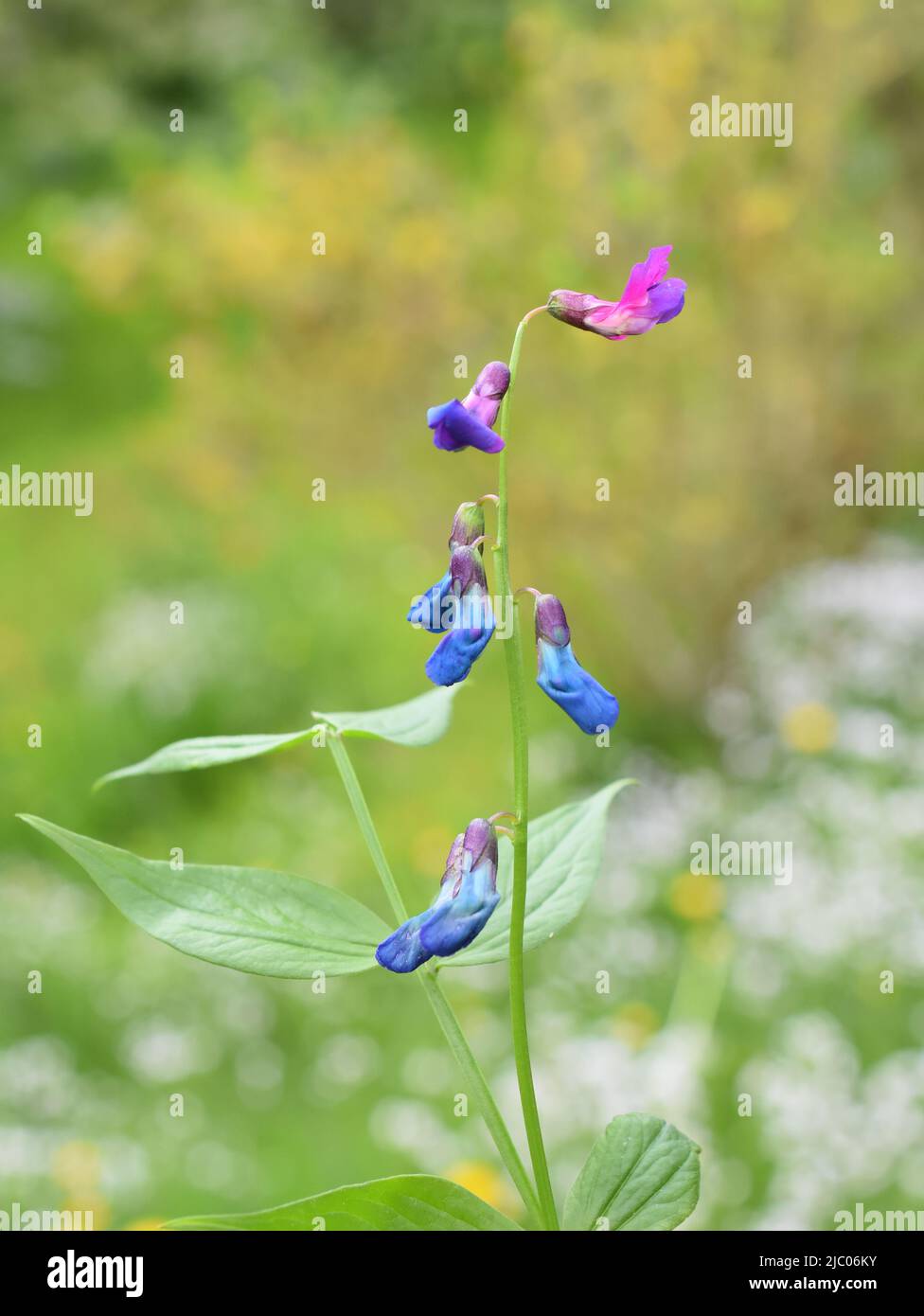 Blue and purple flowers on a Lathyrus vernus spring pea plant Stock ...