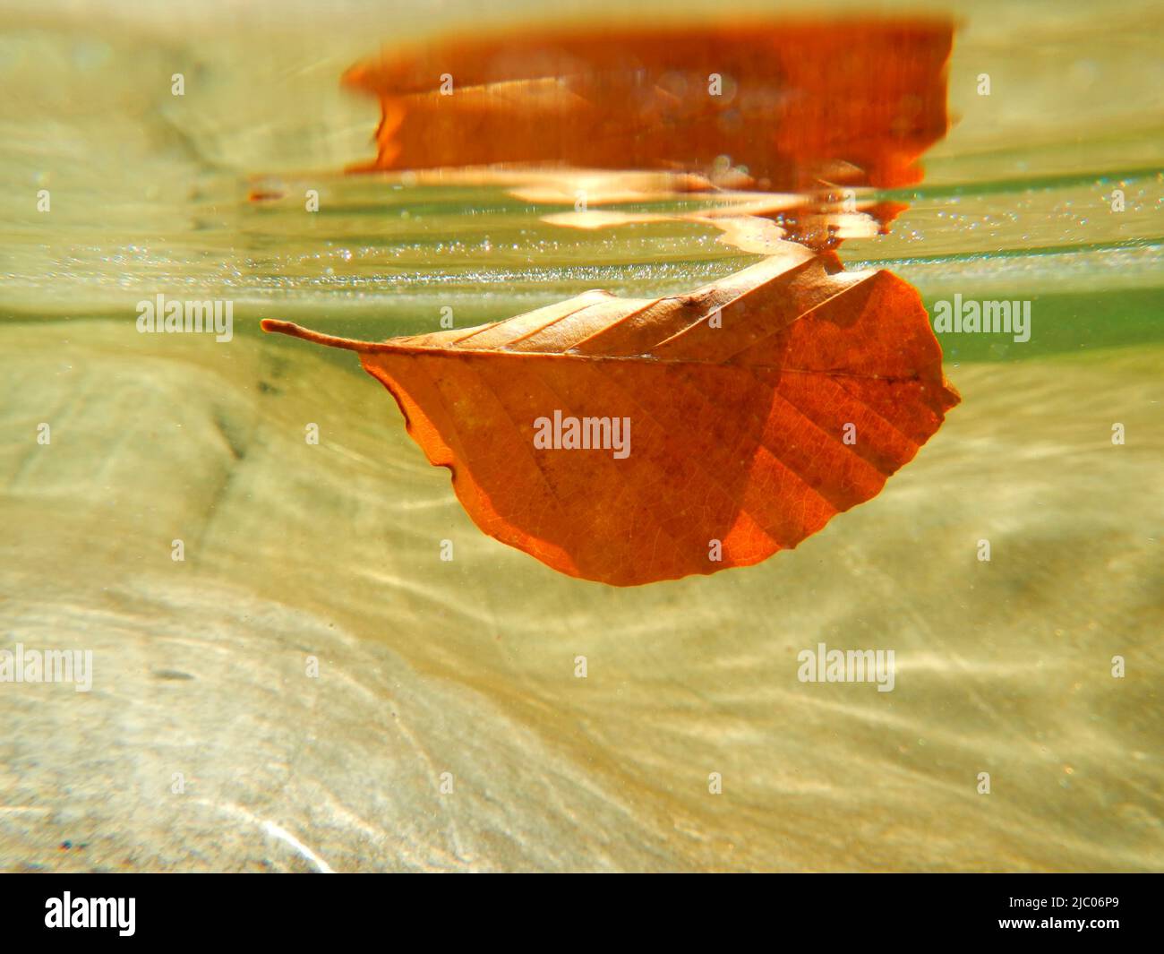 Autumn Leaf Floating Underwater in Ticino, Switzerland Stock Photo - Alamy
