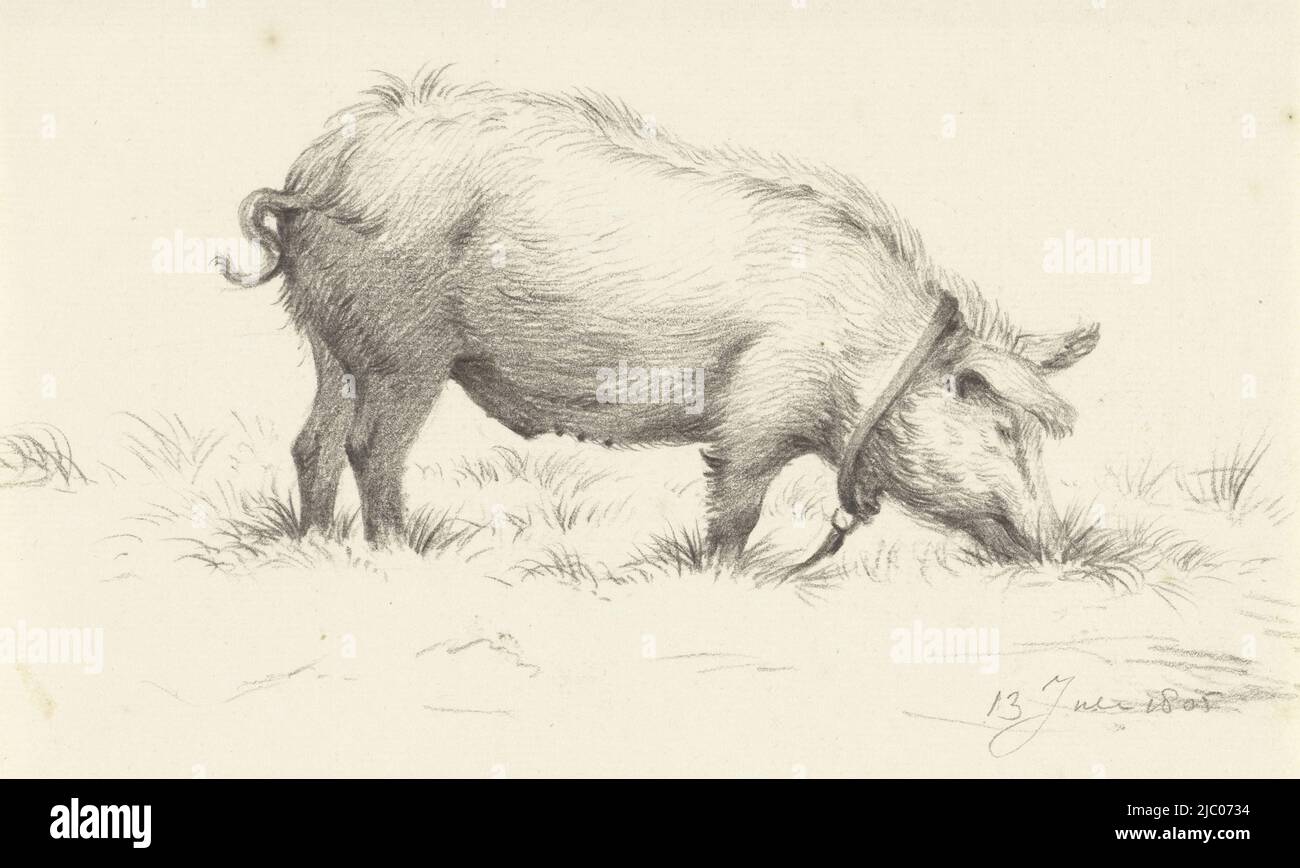 Standing watering pig, to the right, in the grass, draughtsman: Jean ...