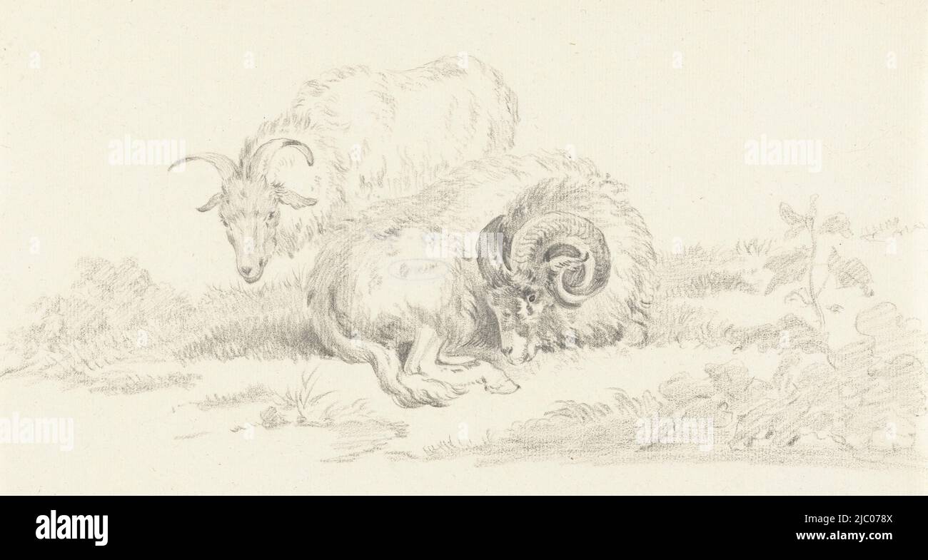 Reclining goat hi-res stock photography and images - Alamy