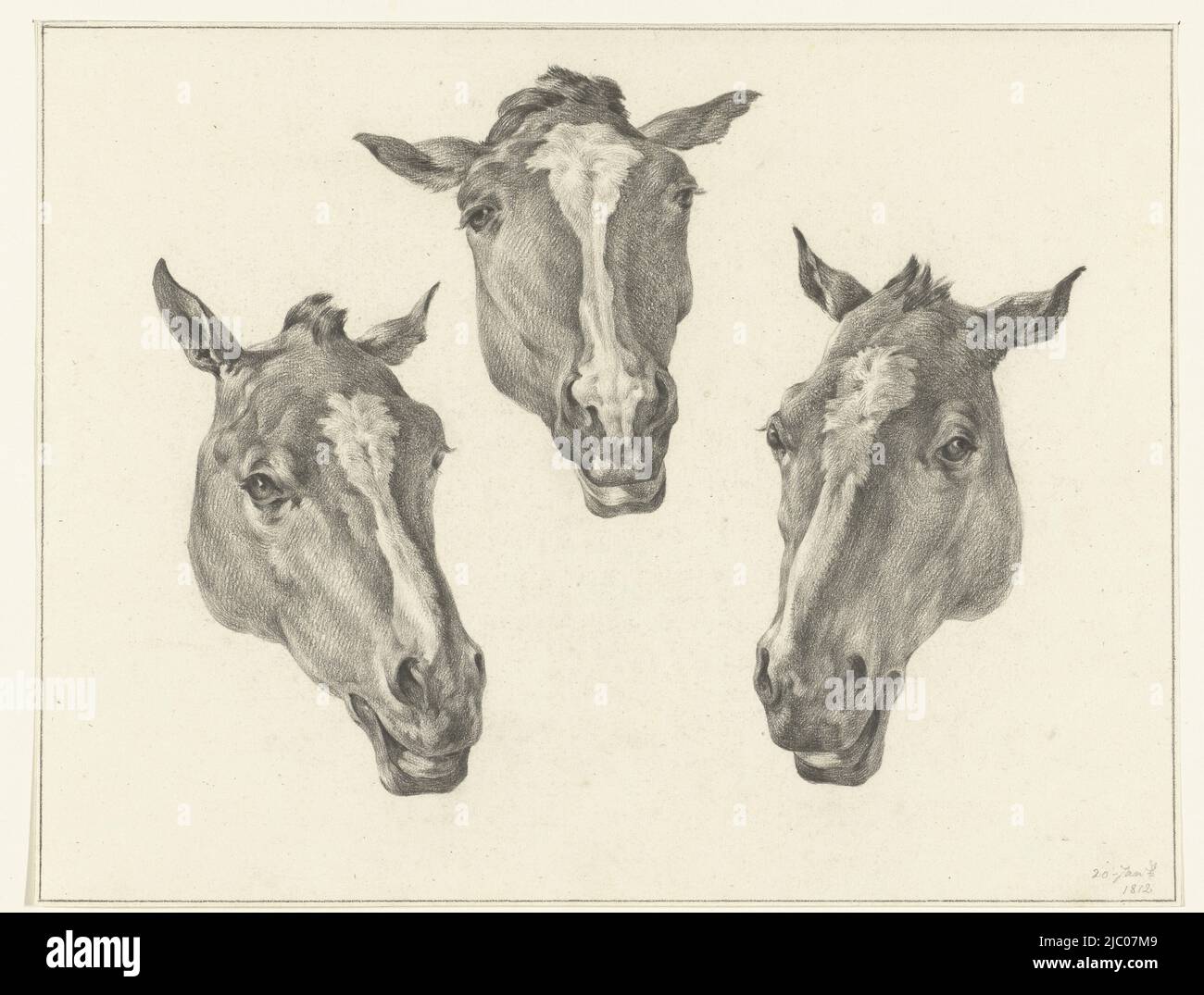 3 Headed Horse
