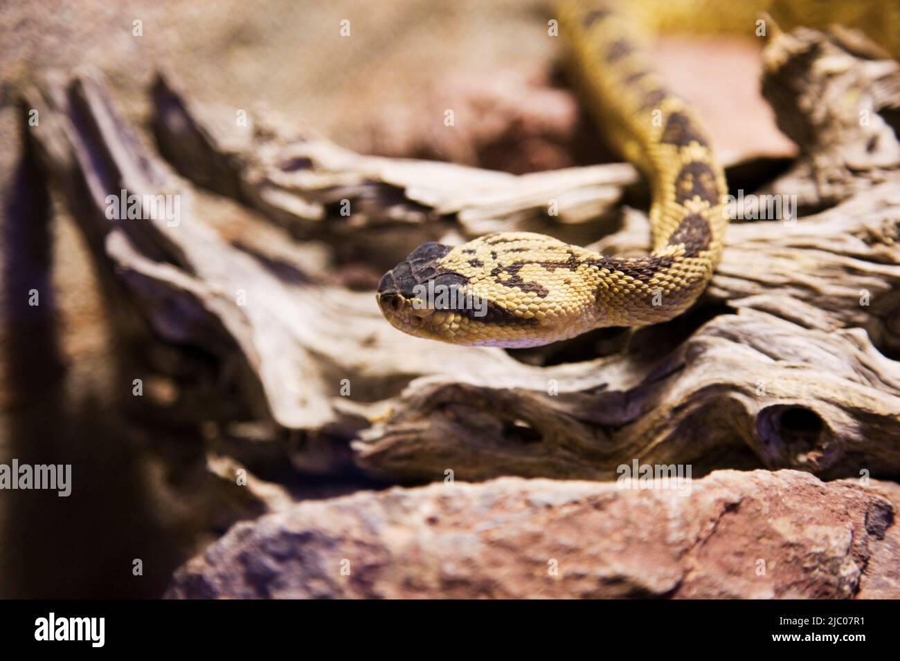 Rattlesnake slithering across a piece of dried out wood, Rattlesnake ...