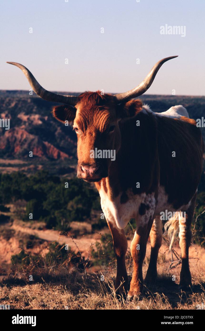 Texas Longhorn Cow at Palo Duro Canyon State Park, Randall County ...