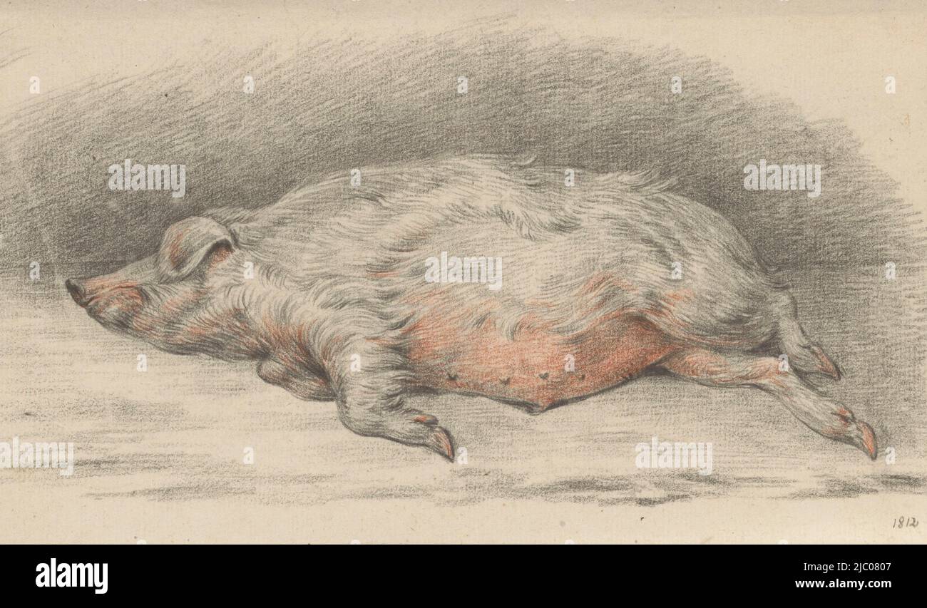 Reclining pig, to the left, draughtsman: Jean Bernard, 1812, paper, h ...
