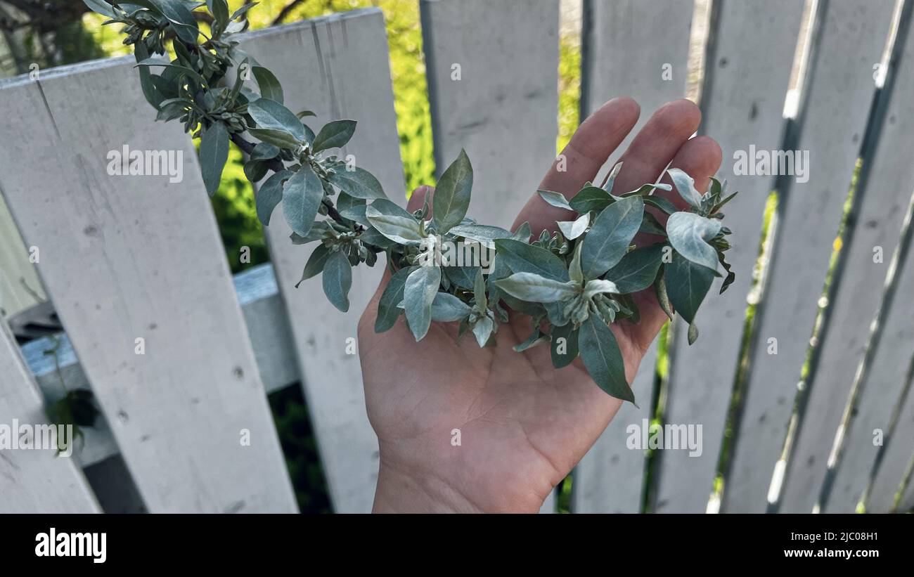 Holding branch hi-res stock photography and images - Alamy