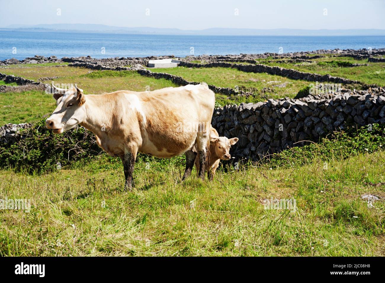 Cow and its calf standing in a pasture with the sea in distance ...