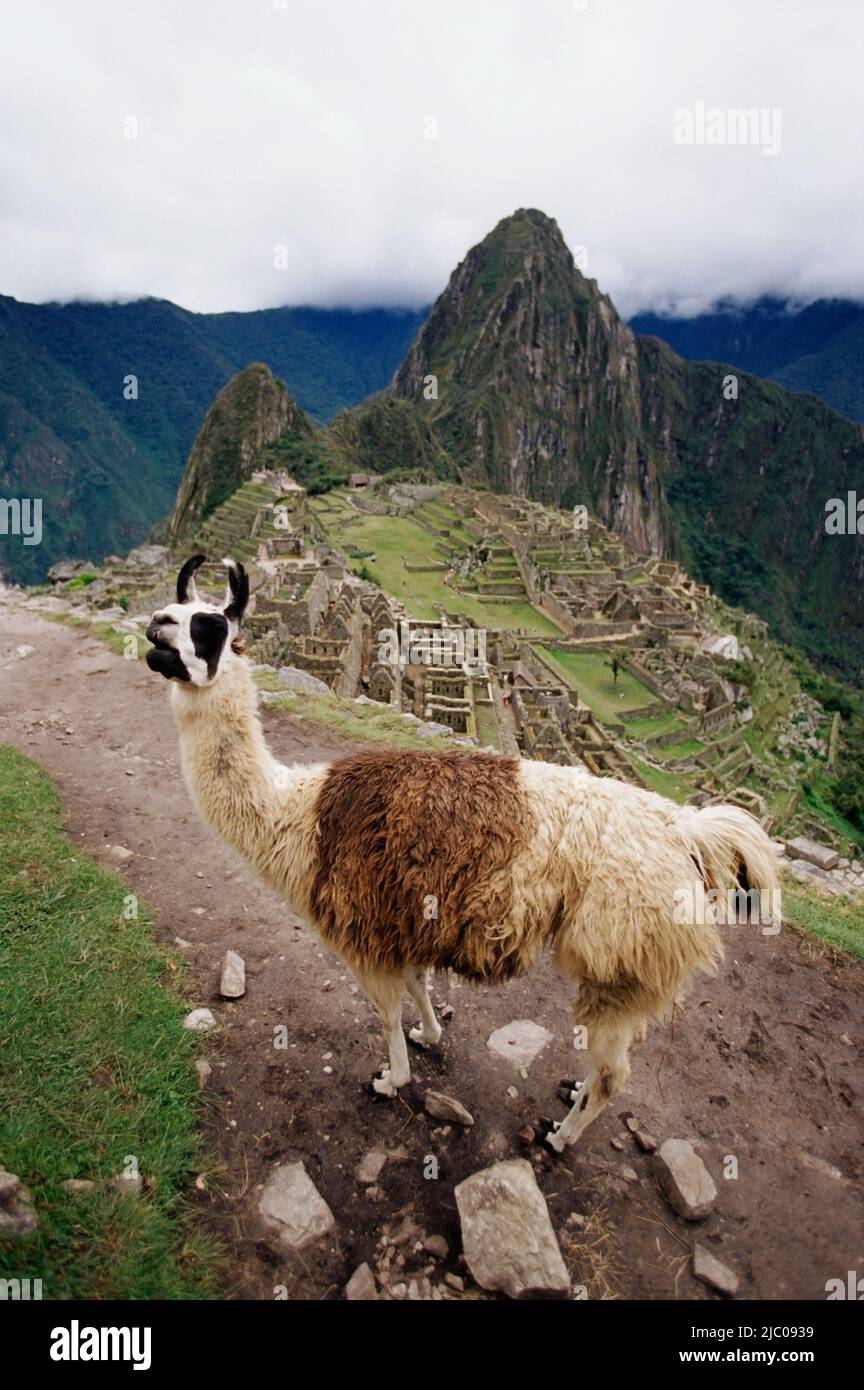 Llama (Lama glama) on a mountain, Machu Picchu, Cusco Region, Peru ...