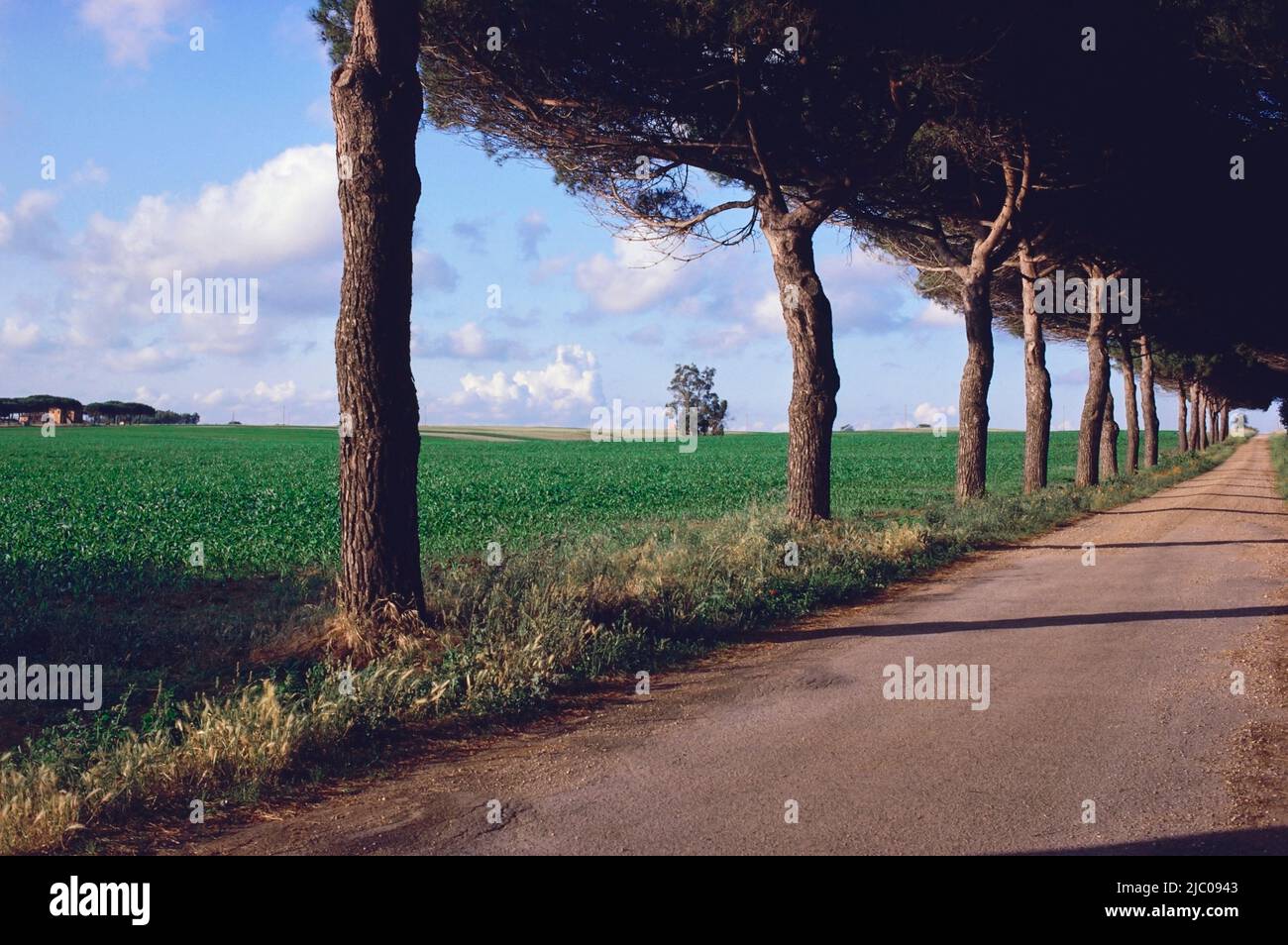 Treelined along a road, Tuscany, Italy Stock Photo - Alamy