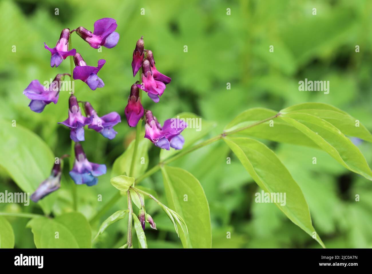 Spring pea lathyrus vernus flowering hi-res stock photography and ...
