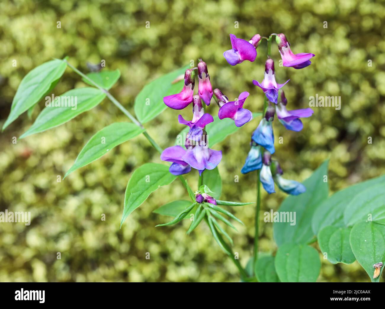 Spring pea lathyrus vernus flowering hi-res stock photography and ...