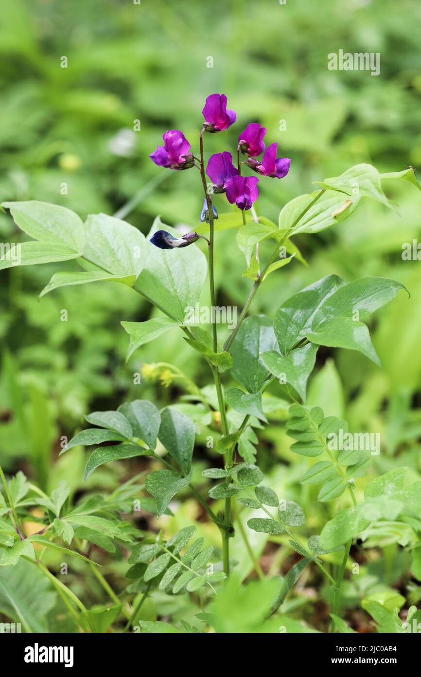 Lathyrus vernus spring vetchling hi-res stock photography and images ...