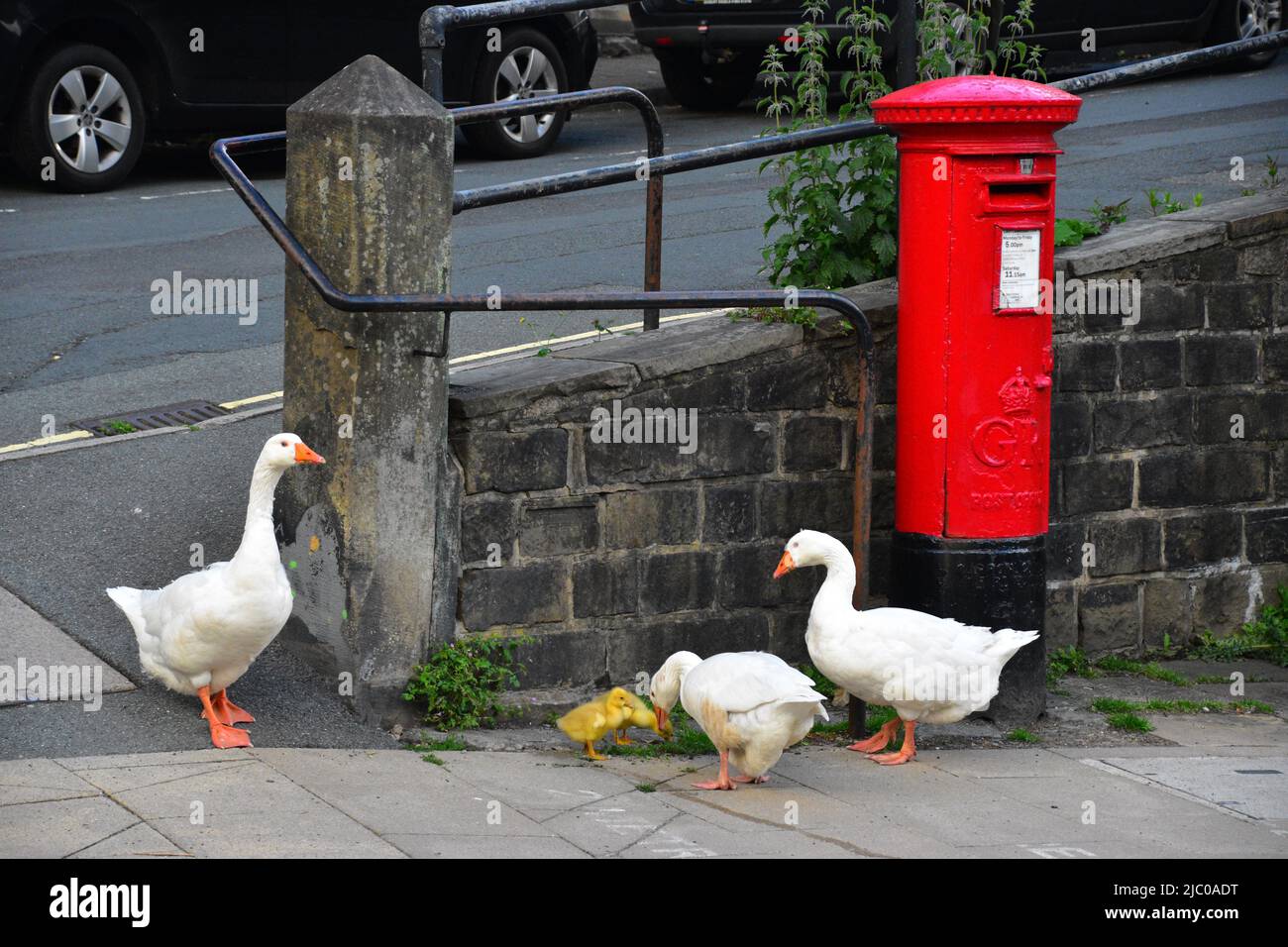 White geese and goslings at post box Stock Photo - Alamy