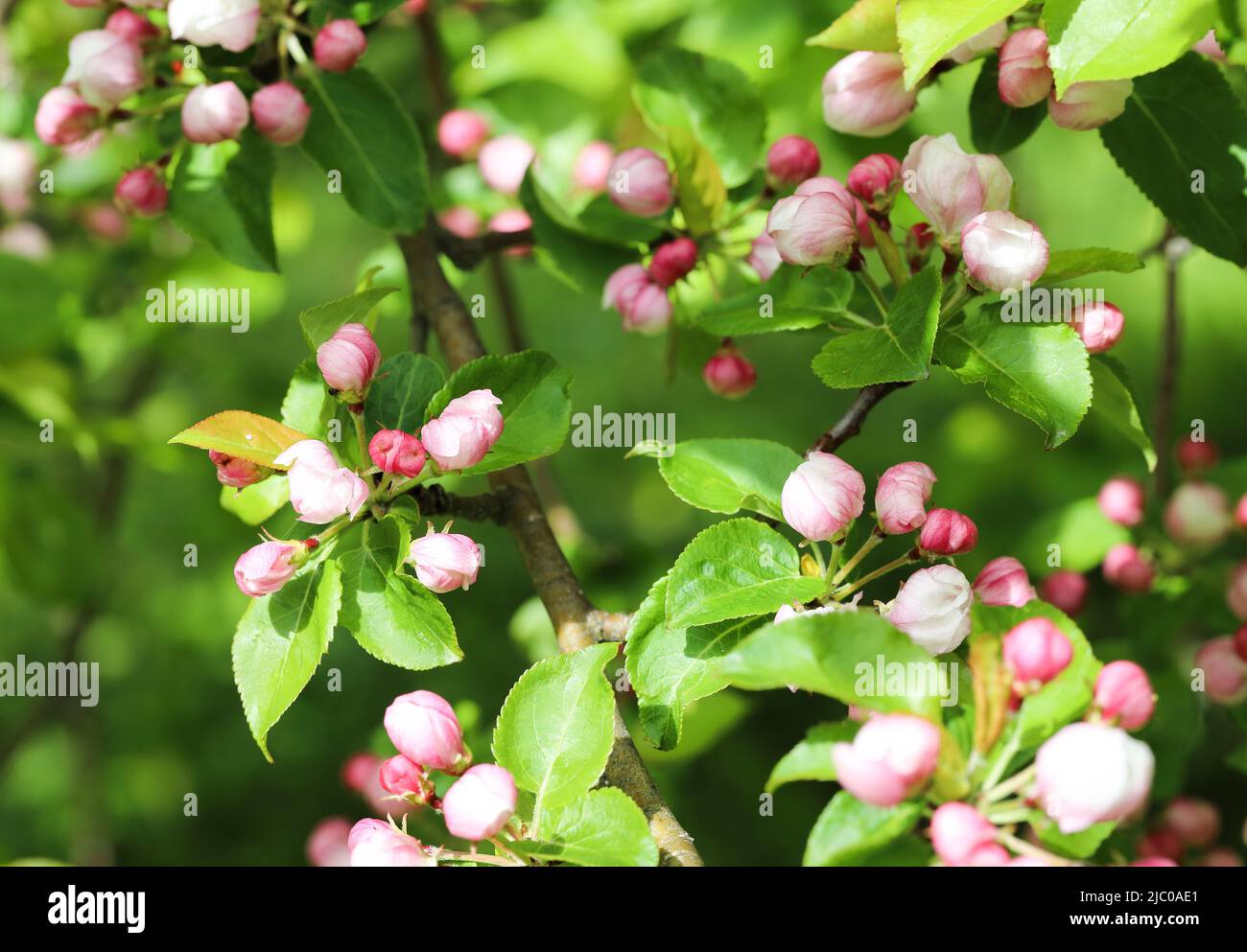 Apple family tree hi-res stock photography and images - Alamy