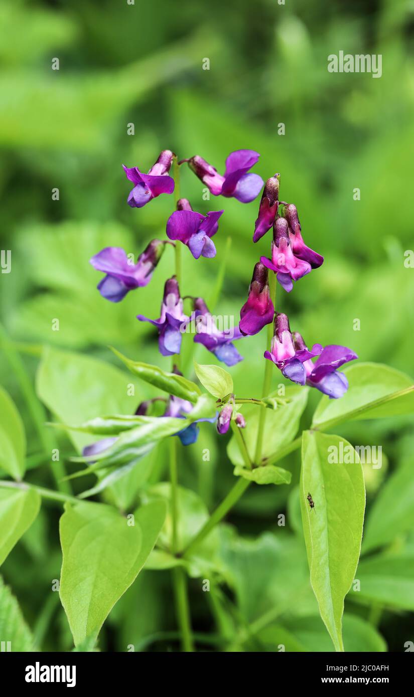 Spring pea lathyrus vernus flowering hi-res stock photography and ...