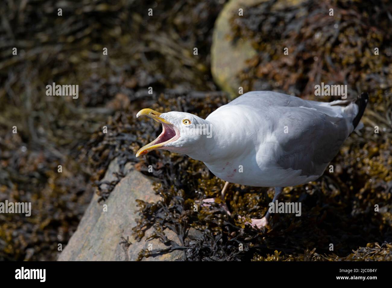 An adult American Herring Gull (Larus smithsonianus) calling loud Stock ...