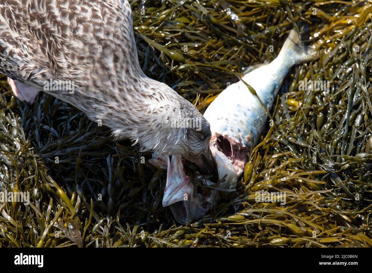 Gull eating food hi-res stock photography and images - Alamy