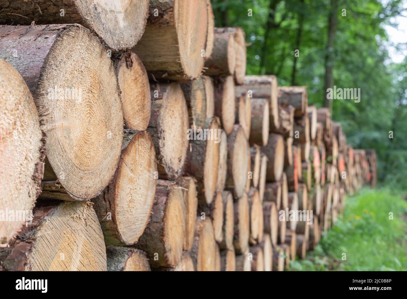 Tree trunks stacked in hi-res stock photography and images - Alamy