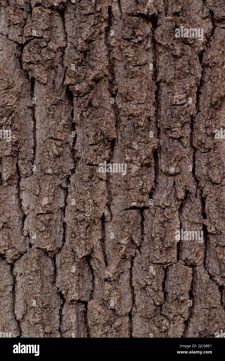 Tree stem pine woods bark nature forest hi-res stock photography and ...