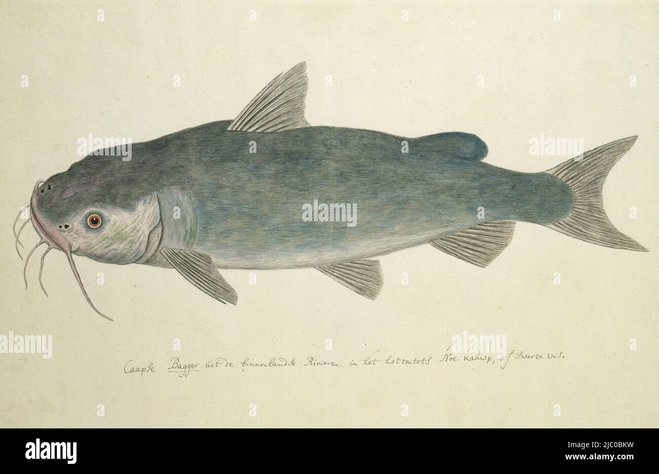 Clarias stappersii hi-res stock photography and images - Alamy