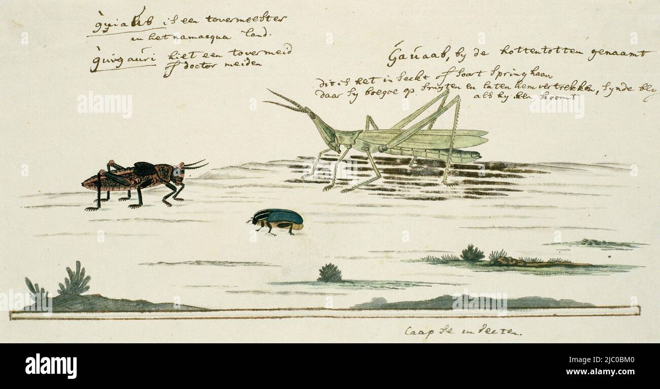 Three insects: in the middle a beetle, on the left a cricket or ...
