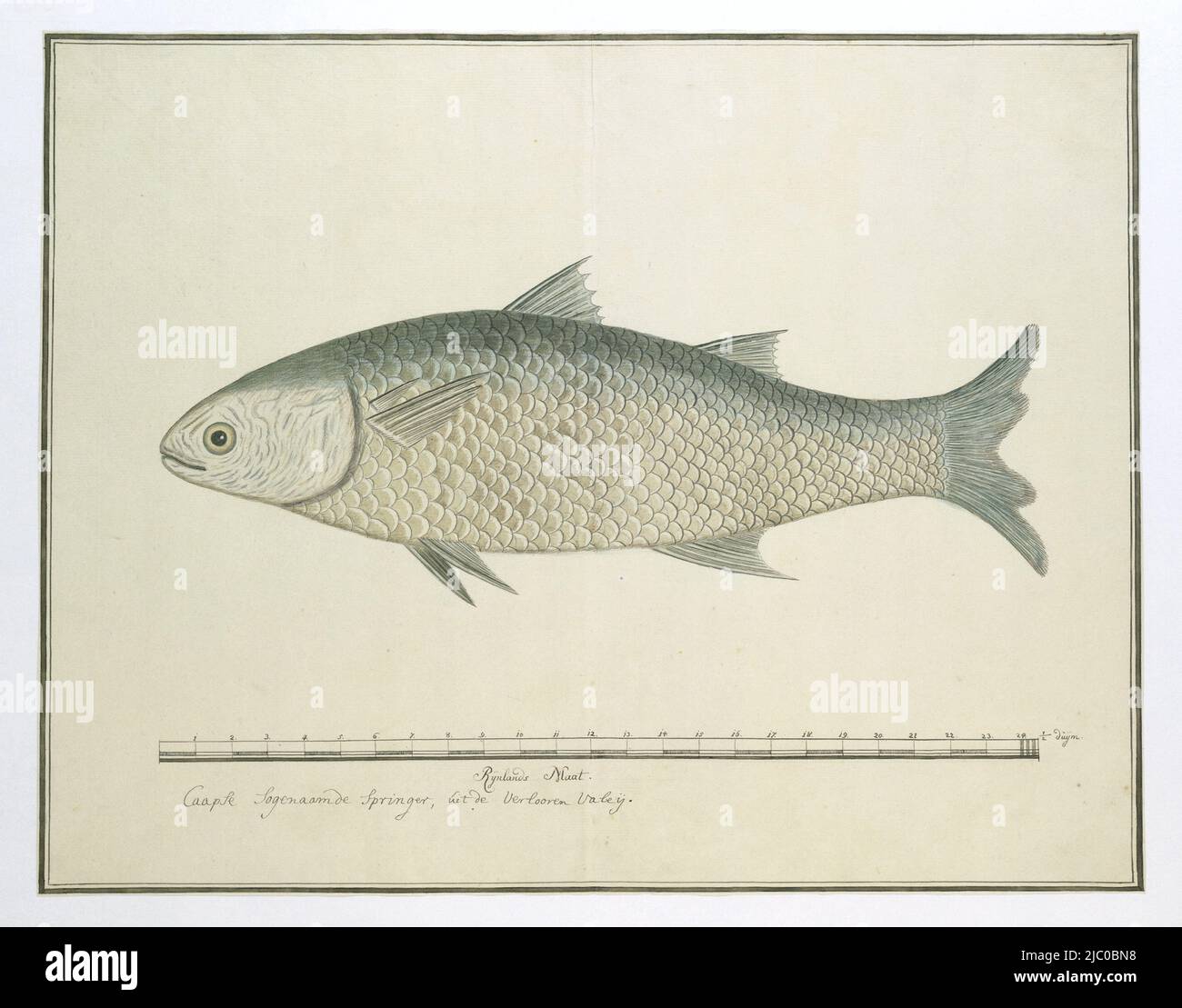 The so-called Cape jumping fish (Mugil cephalus), with a scale in ...