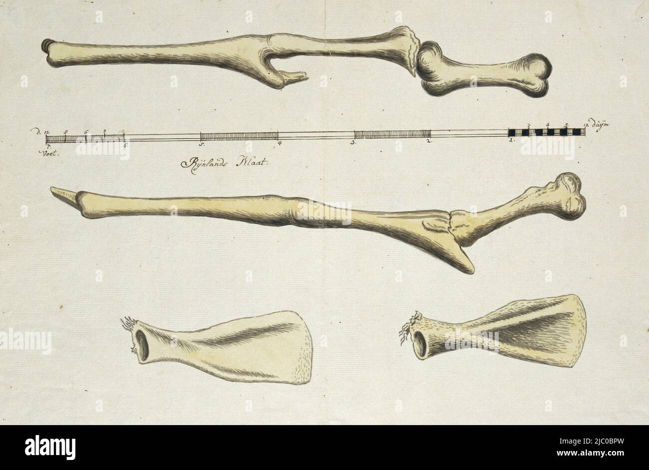 Skeleton parts of a giraffe: the front and hind legs, with scale in ...