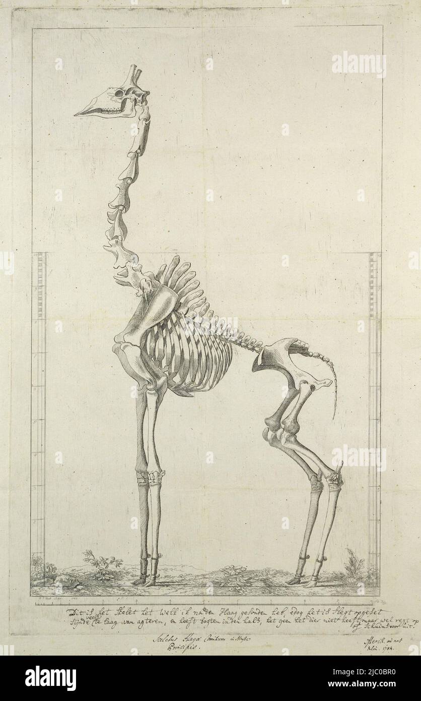 Skeleton of a giraffe (Giraffa camelopardalis), with scale on the left ...